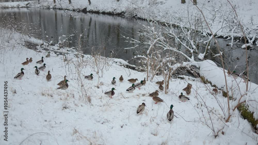 The video captures ducks on snow, happily nibbling on bits of bread ...