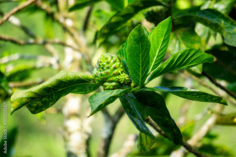 Morinda citrifolia (great morinda, Indian mulberry, noni, beach ...