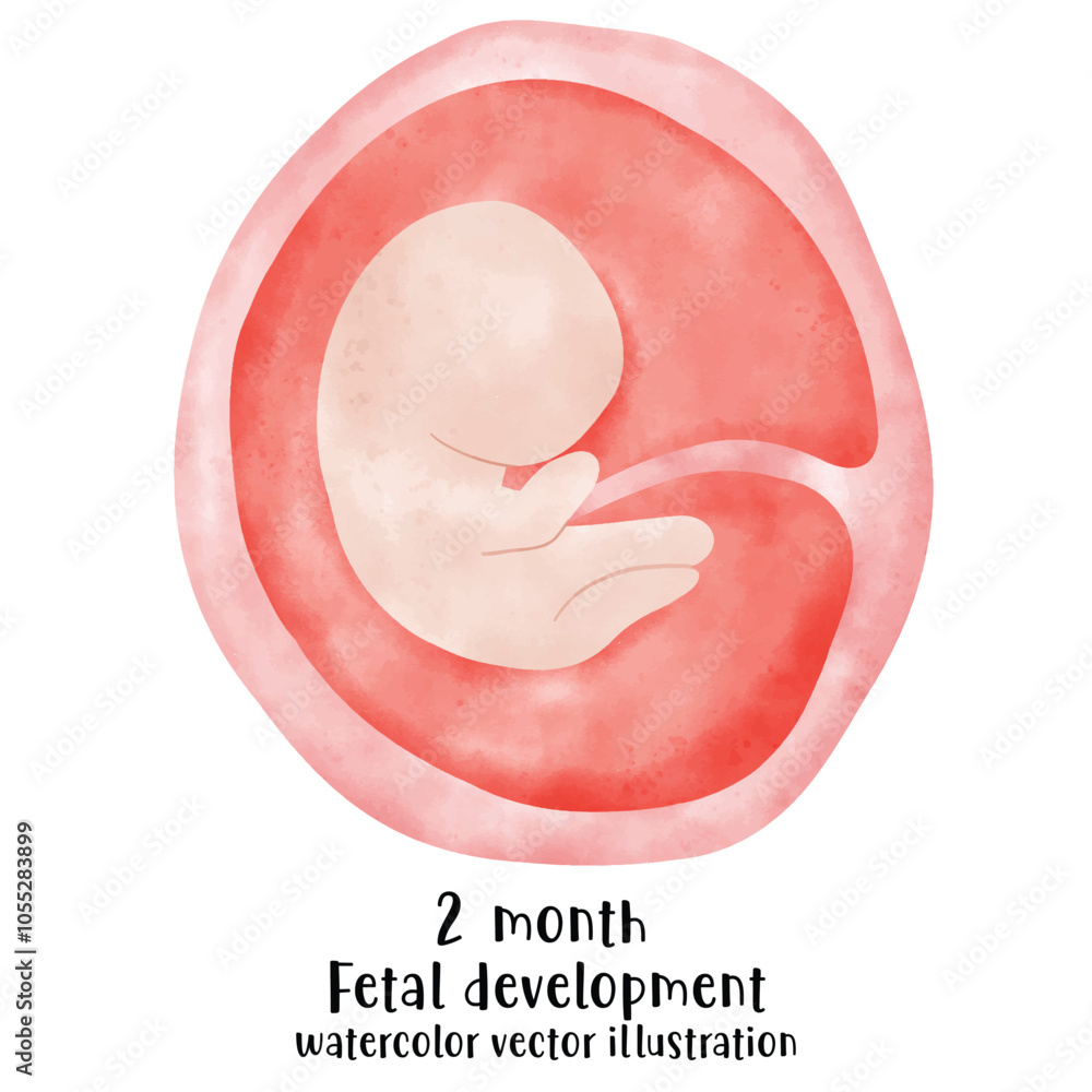 Fetal development process, Stages of pregnancy. human embryo growth ...