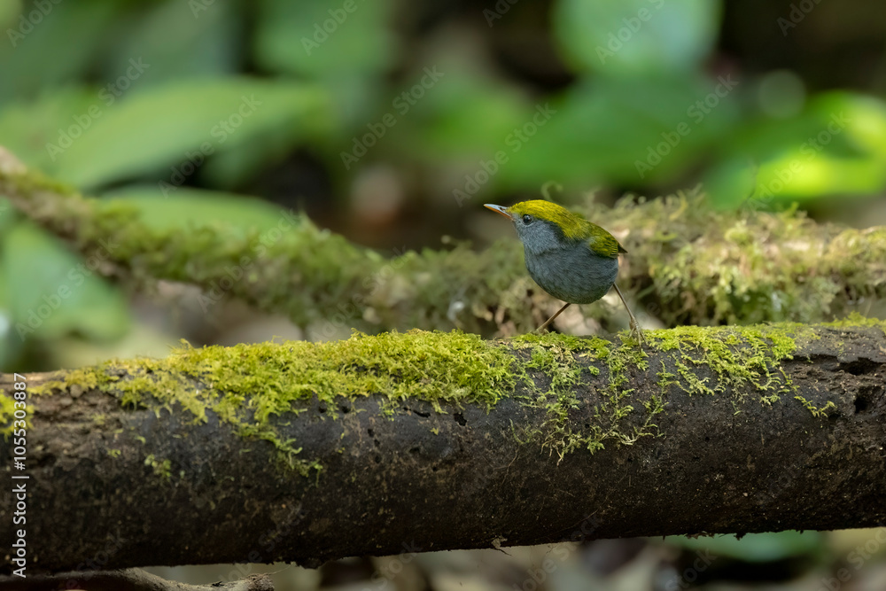 Slaty-bellied tesia on a mossy branch, Thailand, South East Asia Stock ...