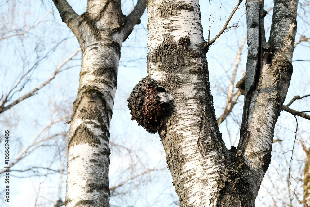 Chaga fungus or Inonotus obliquus. Birch tree mushroom parasitizes on ...