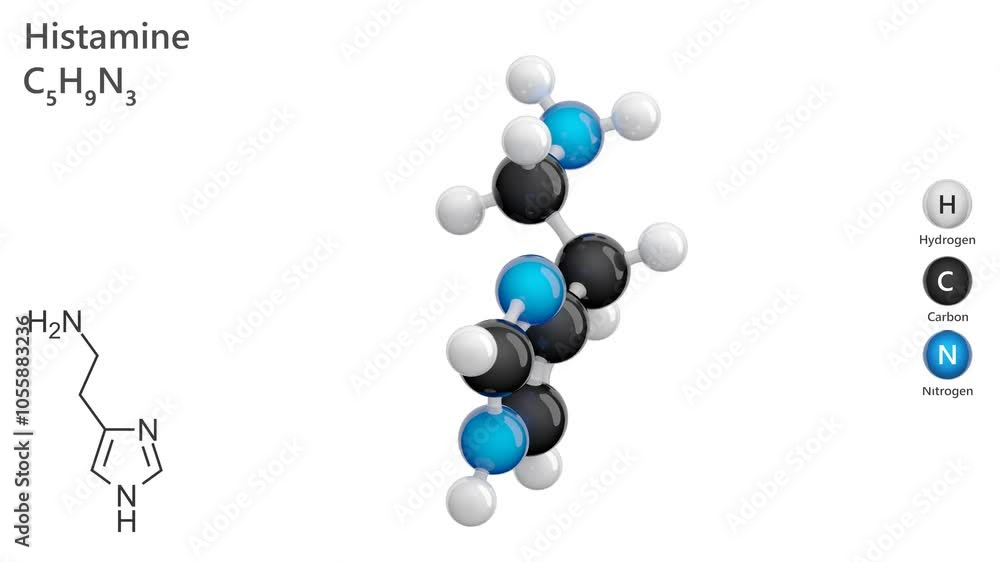 Histamine. Stimulant of gastric secretion. Animated 3D model of a ...