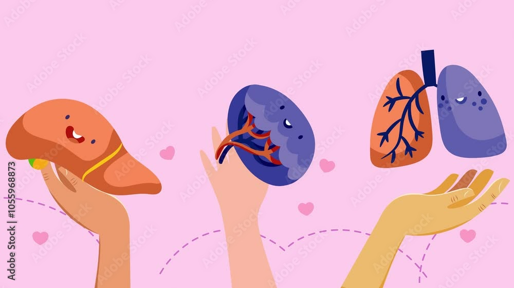 Cartoon liver, lung and kidney in human hands. Vector animation in flat ...