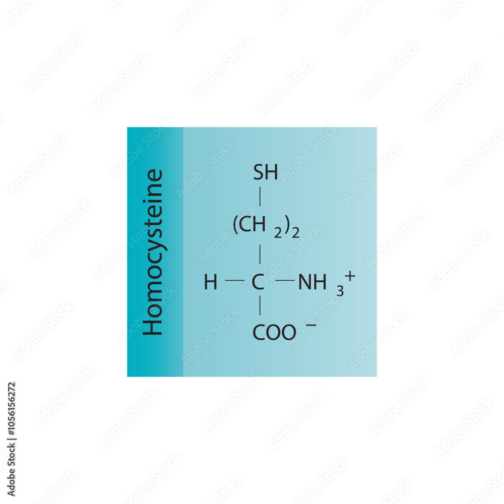 Homocysteine skeletal structure diagram.amino acid compound molecule ...