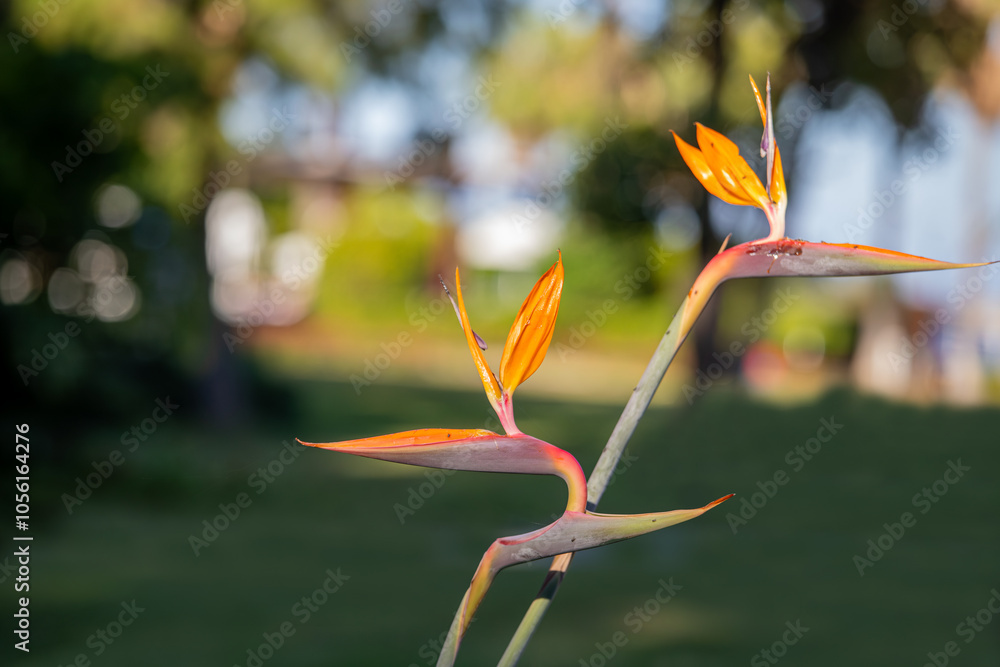 Strelitzia reginae, commonly known as strelicia or bird of paradise, is ...