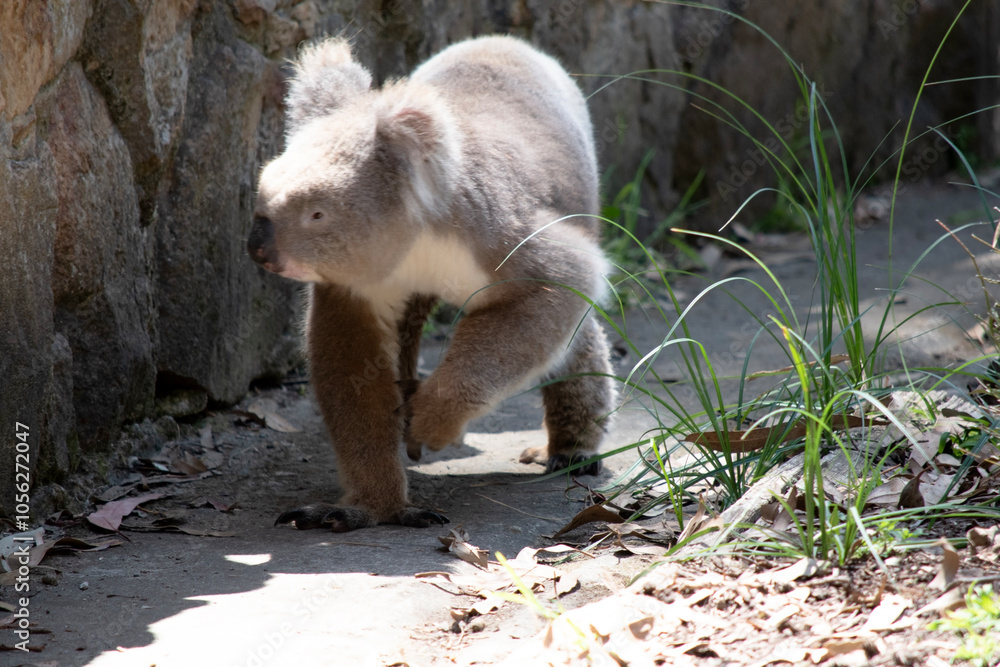 the Koala has a large round head, big furry ears and big black nose ...