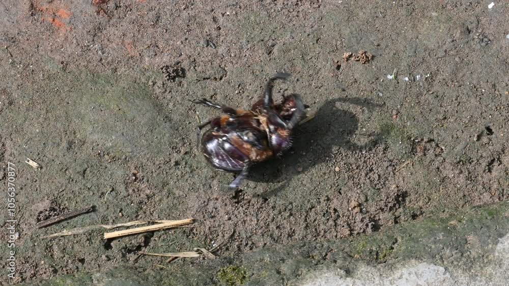Dung beetles are beetles that eat feces. These can bury dung several ...