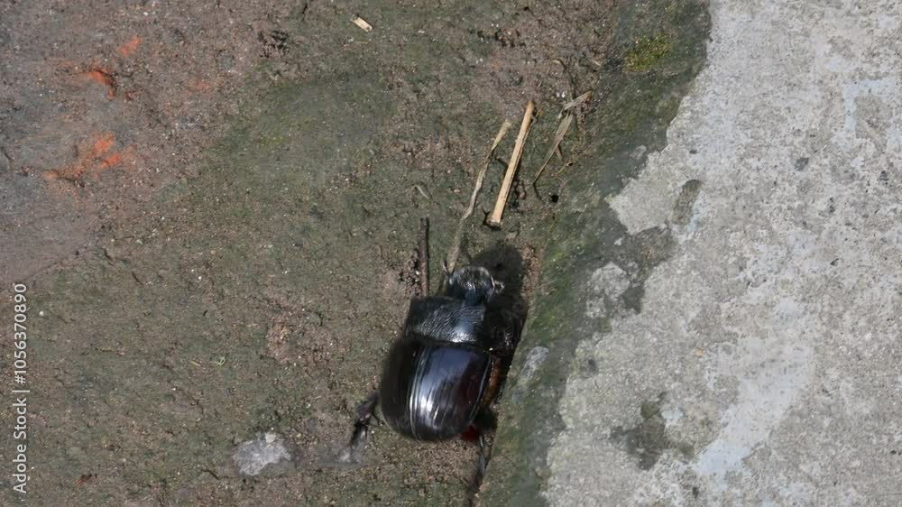 Stockvideo Dung beetles are beetles that eat feces. These can bury dung ...