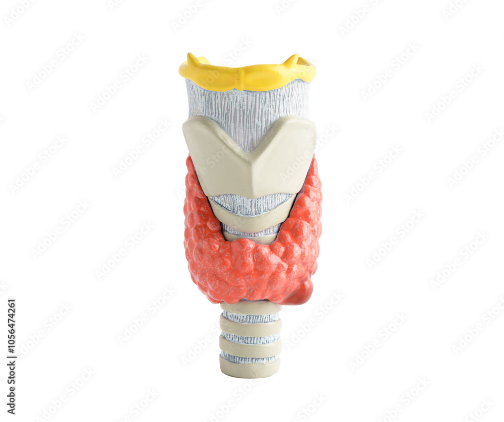 Thyroid gland human anatomy model isolated on white background with ...