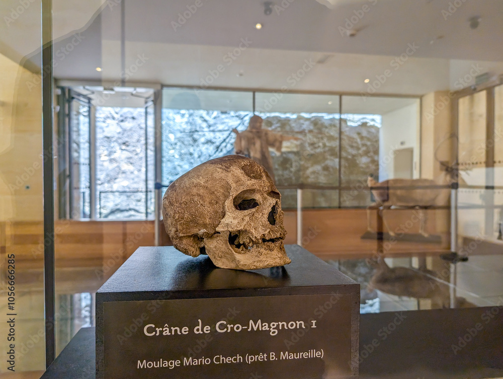 France, 07 July 2024 : Display of Cro-Magnon Skull in Modern Museum ...