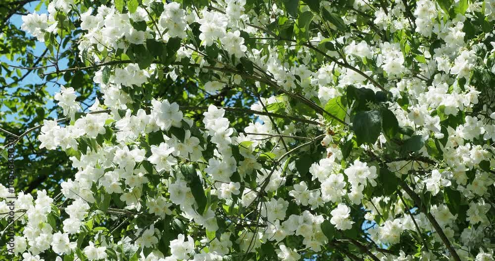 (Philadelphus inodorus) Arching stems of scentless mock-orange shrub ...