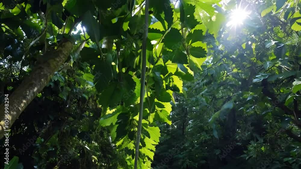 bush also known treebine jungle vine The ivy Grape characterized plant ...