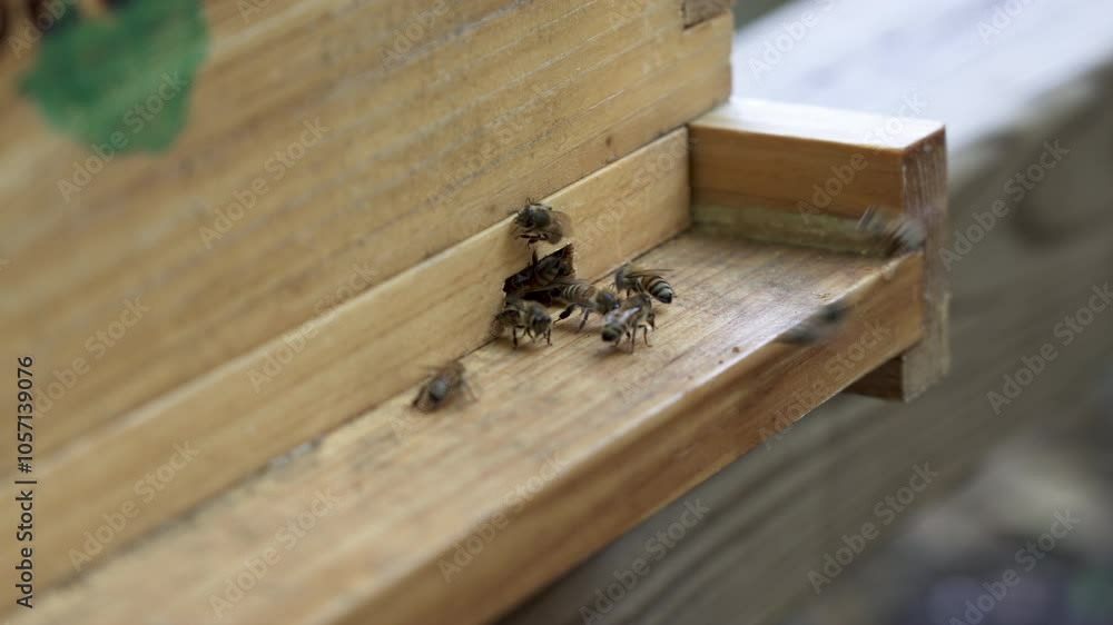 Extreme close up of honey bees crowded at a small entrace to a ...