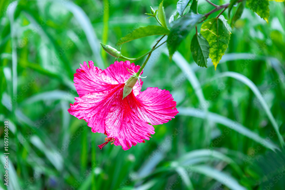 Back view of a beautiful flower, Pink Hibiscus (Thespesia Grandi Flora ...