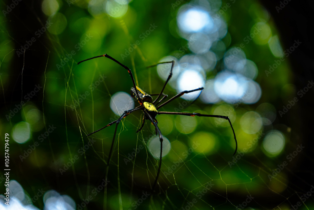 India hosts 1,800+ spider species, including the Giant Wood Spider and ...