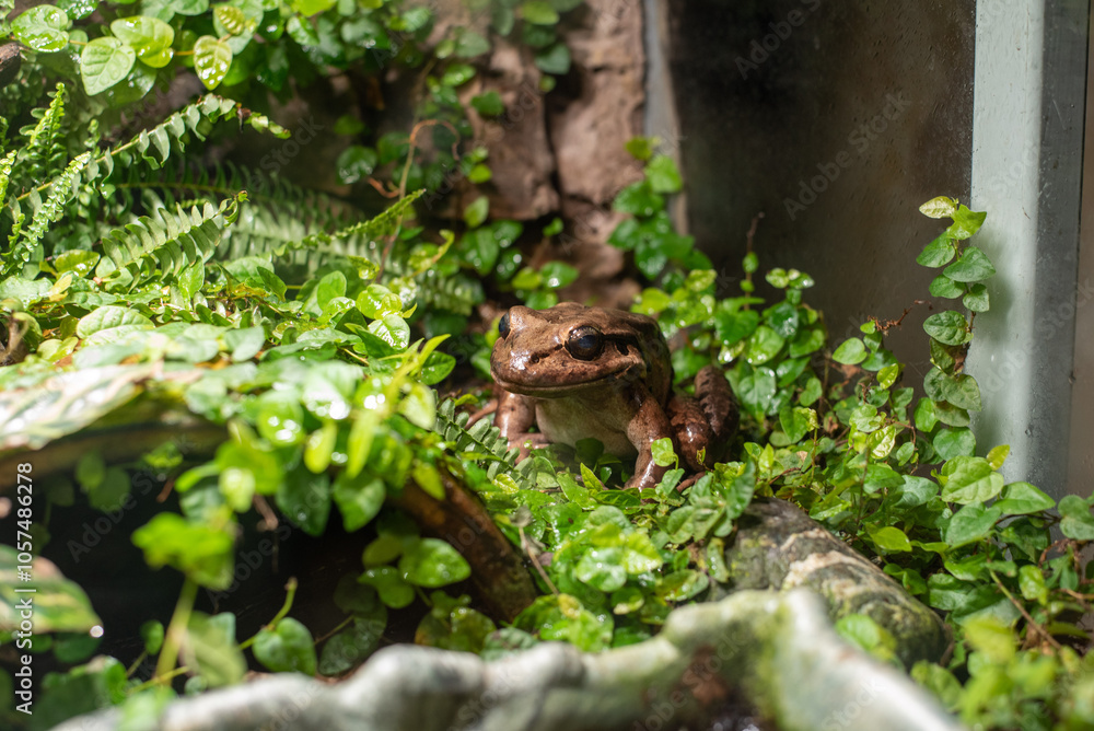 The giant ditch frog, known for its impressive size and distinctive ...
