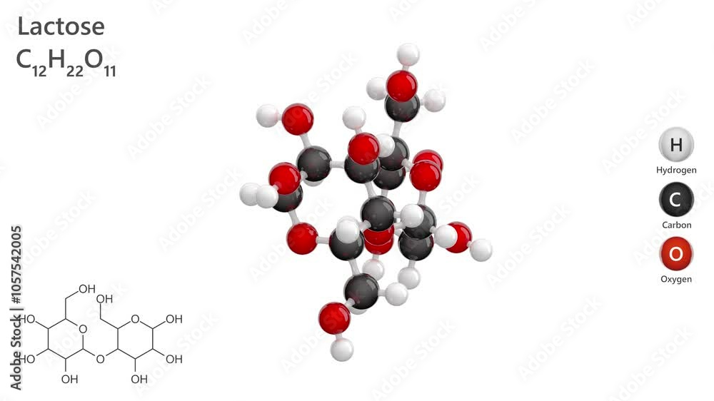 Lactose. Disaccharide. Milk sugar. Animated 3D model of a molecule ...