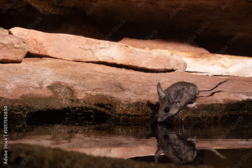 A White Footed Mouse on the edge of a sandstone slab reached down to ...