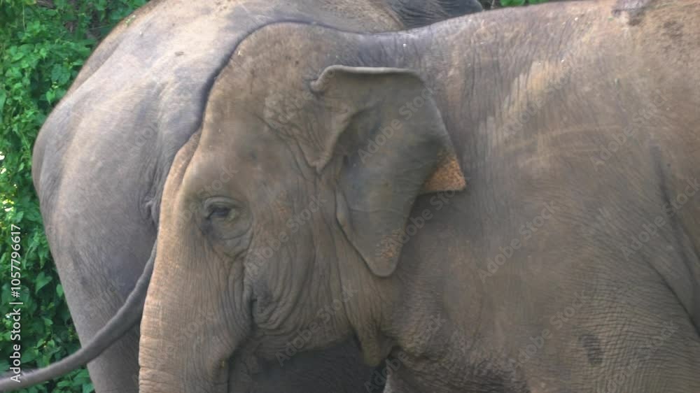 Close-up shot of a majestic elephant walking gracefully across a grassy ...