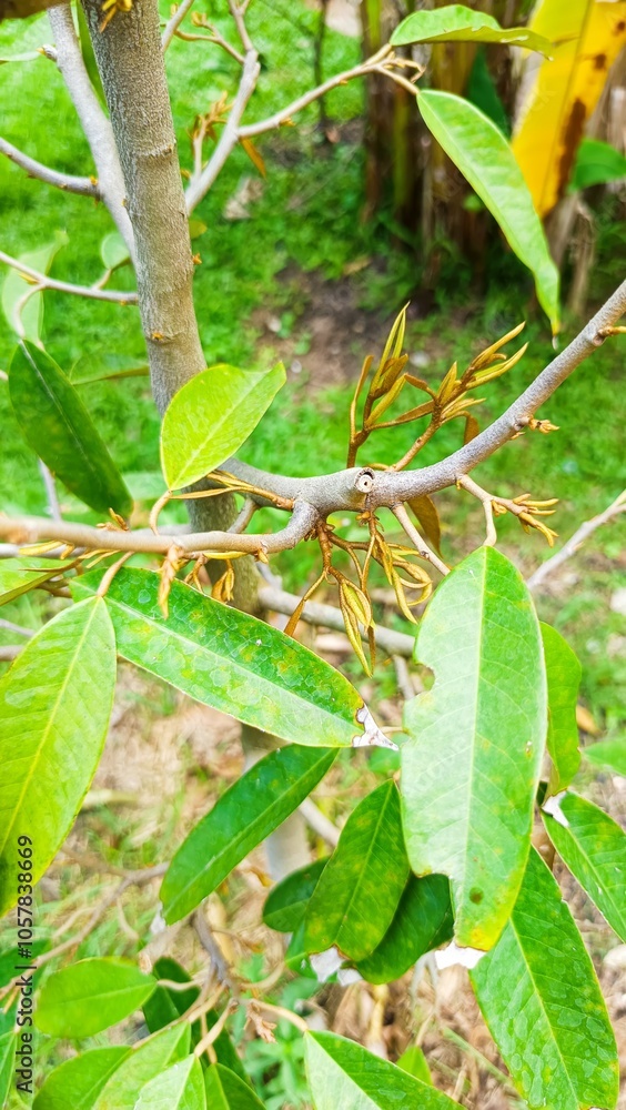 resh Durian Tree Leaf Growth in Tropical Garden Close-up of a durian ...