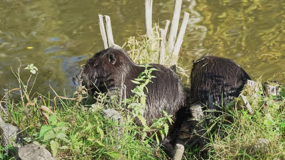 Two black nutrias wash and scratch themselves on the bank of a pond on ...