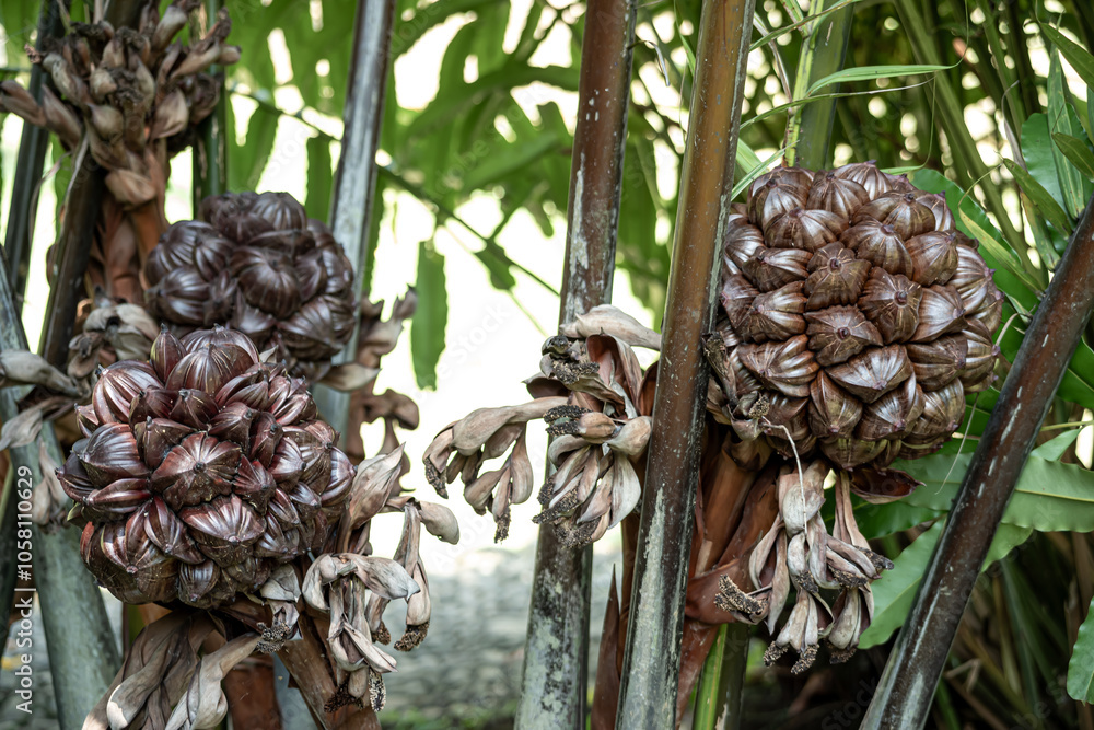 Nipah, also known as Nypa fruticans, is a palm-type plant that grows in ...