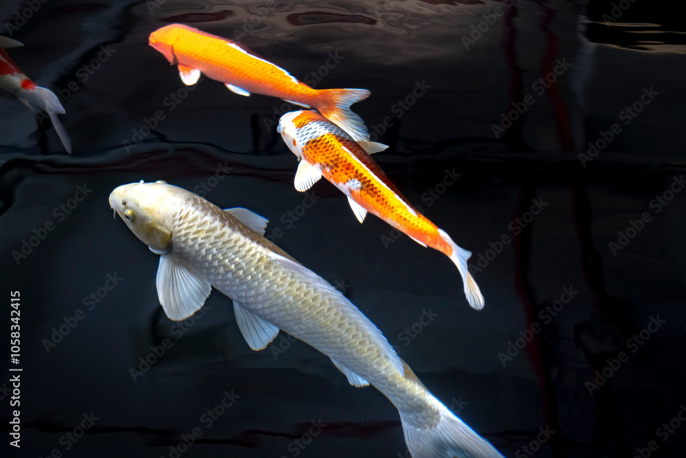 Koi fish -Koi fish with brilliant colors are swimming happily in the ...