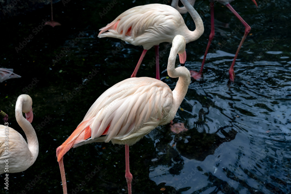 Ho Chi Minh City Zoo, Viet Nam - October 26, 2024: Flamingos stand ...
