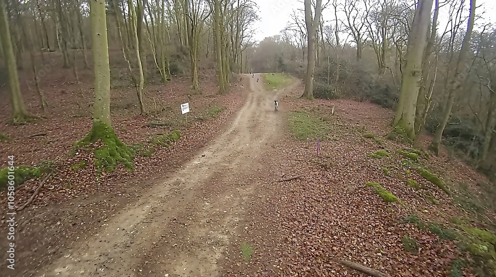 Exploring the serenity of a leaf-covered pathway surrounded by majestic ...