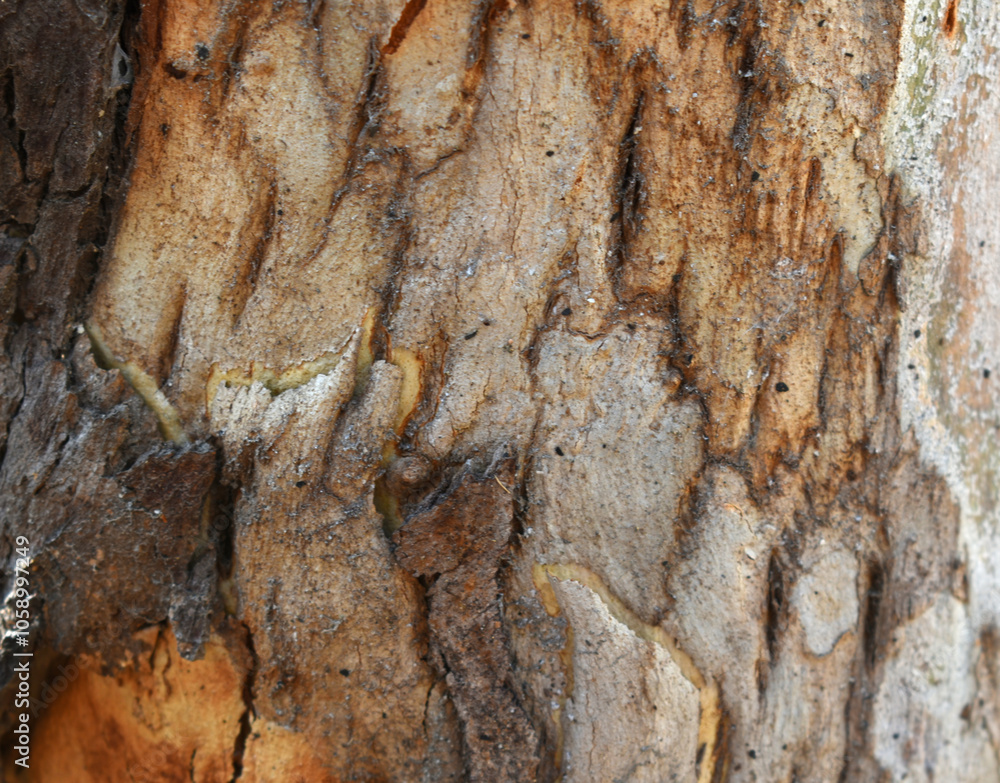 Eucalyptus tree bark texture, Bark of eucalyptus tree, seamless texture ...