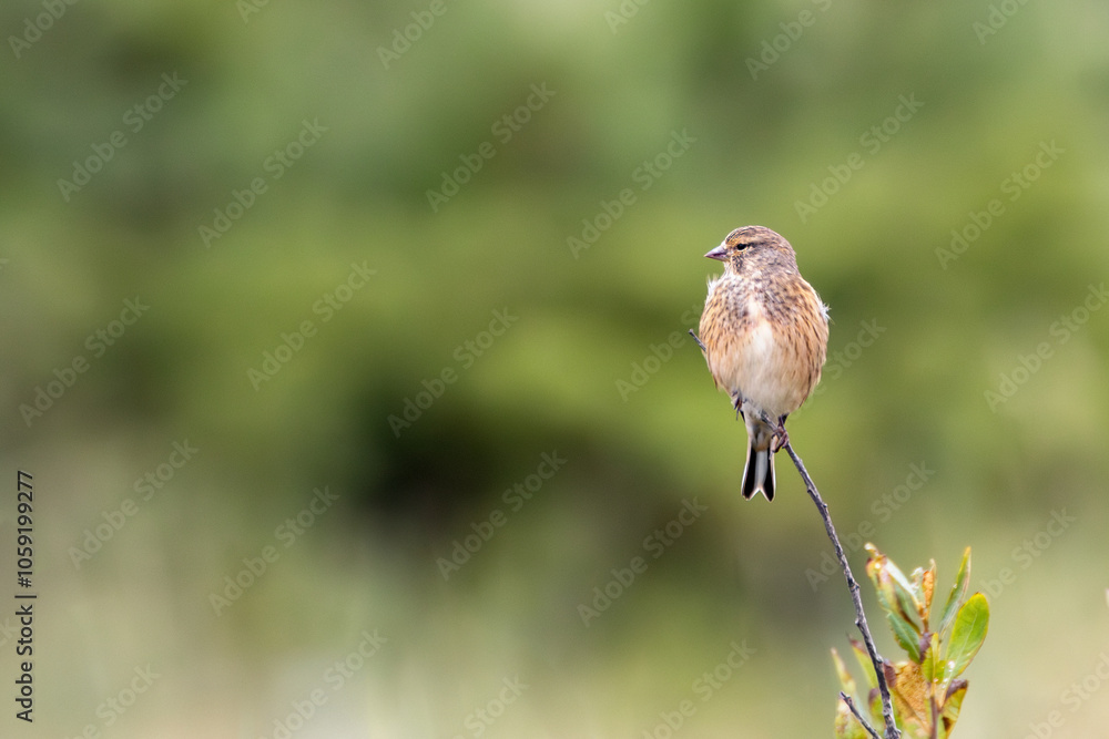 Female Linnet (Linaria cannabina) – Commonly found in grasslands ...