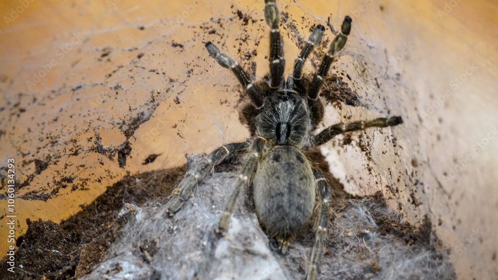 Close-up of a tarantula showcasing its unique features: hairy legs ...