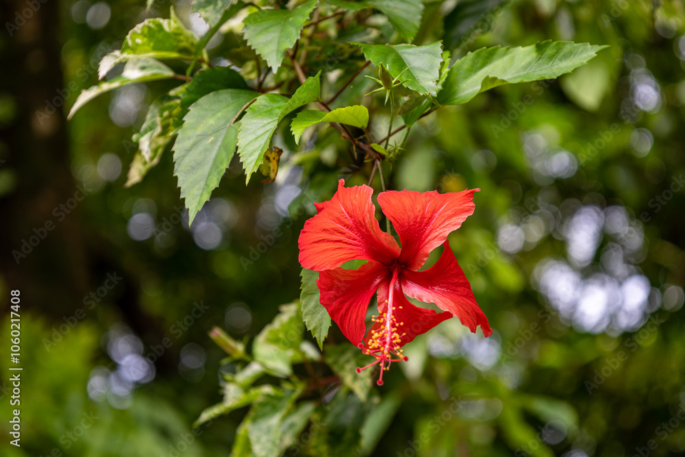 The bright red hibiscus (Thespesia Grandi Flora) or (Hibiscus rosa ...