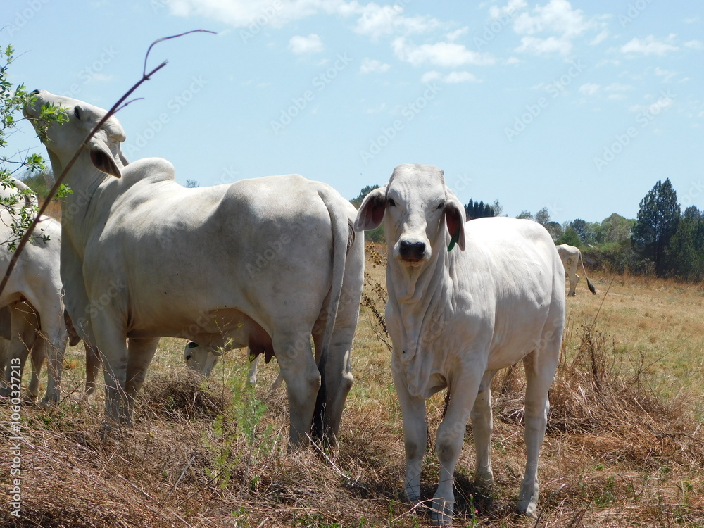 Closeup photo of a Female American Brahman Cow grazing from a green ...