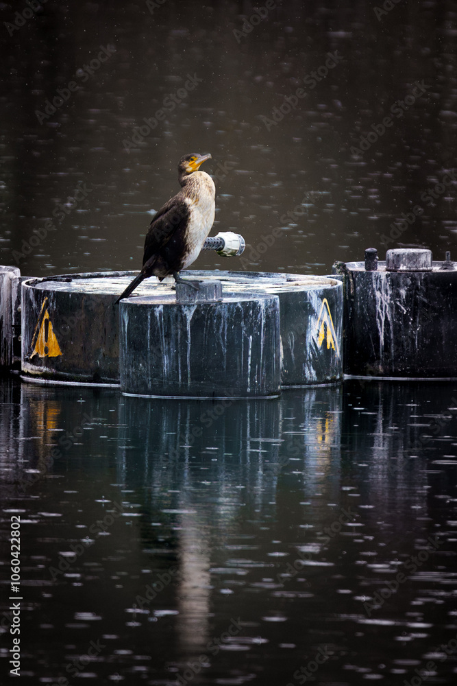 A cormorant bird perches on a cylindrical structure floating on water ...