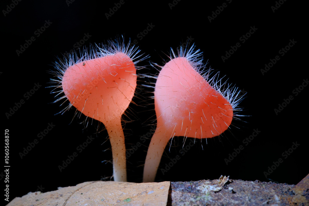 Cookeina Tricholoma also known by its common name bristly tropical cup ...