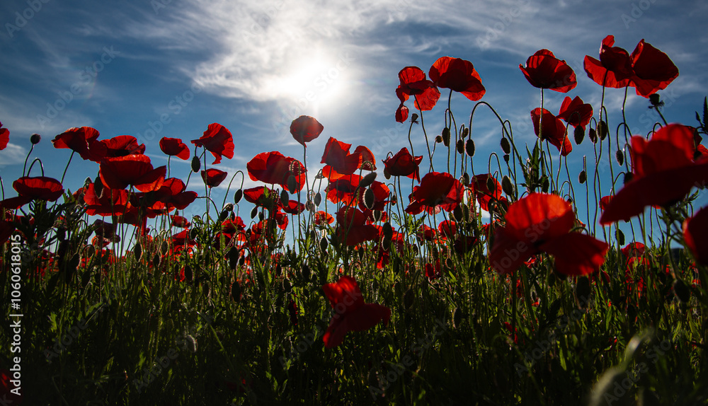 Anzac day. Remembrance day, Memorial day. Red poppies. Vivid poppy ...