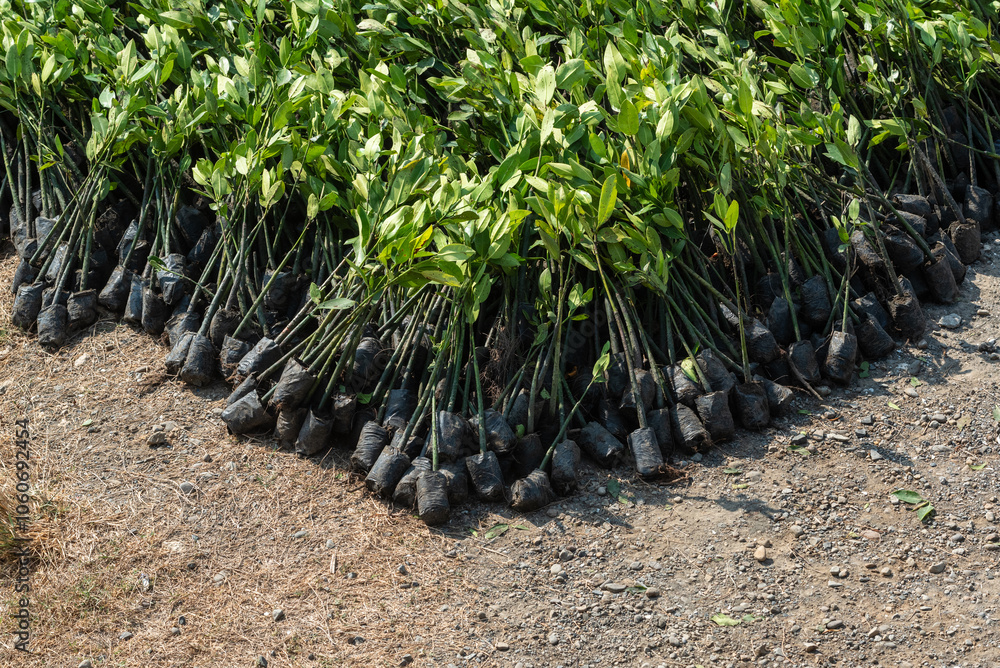 Freshly potted mangrove saplings prepared for planting, symbolizing ...