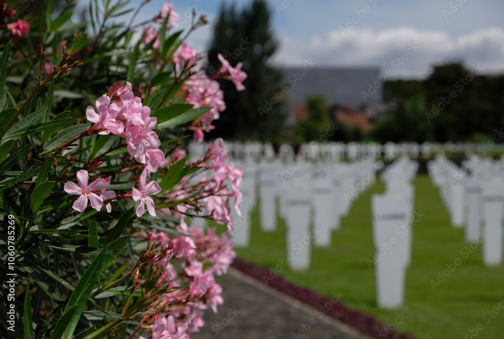 Bandung, Indonesia - January 8, 2023: Pink flower at Ereveld Pandu, one ...