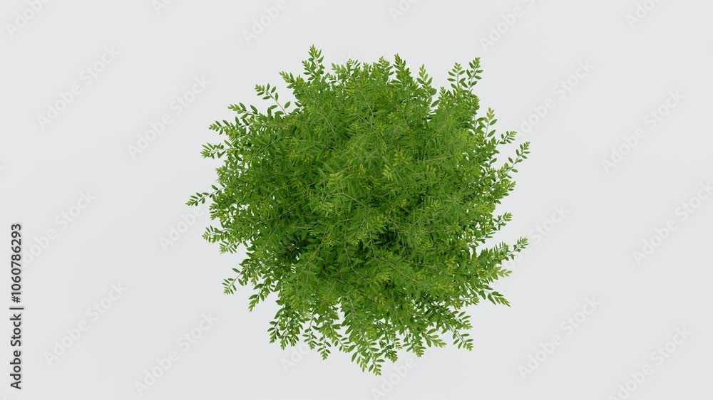 tree top view plant landscape architecture nature garden aerial render ...
