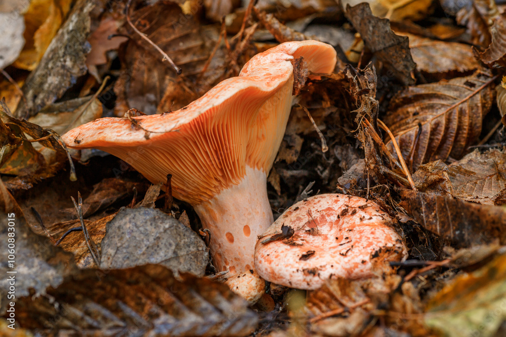 Saffron milk cap (Lactarius deliciosus) mushroom. aka red pine ...
