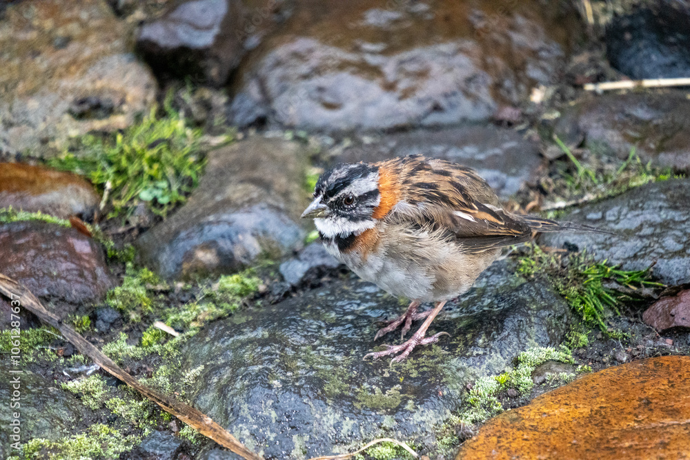Rufous-collared sparrow (Zonotrichia capensis) in the rain, at a high ...