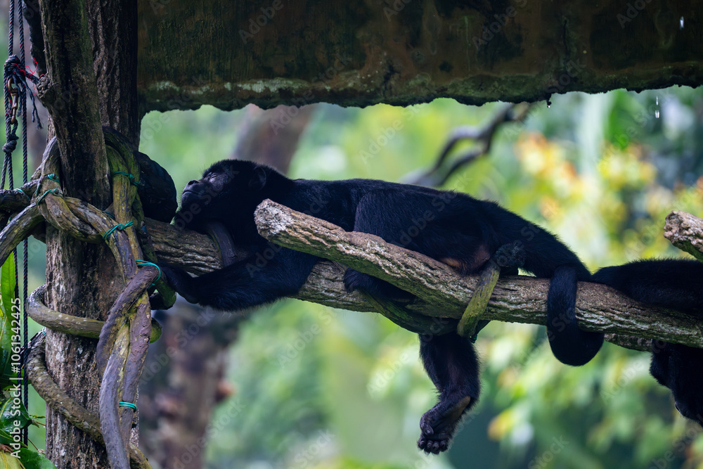 Male Black-and-Gold Howler Monkey (Alouatta Caraya, Black Howler) is ...