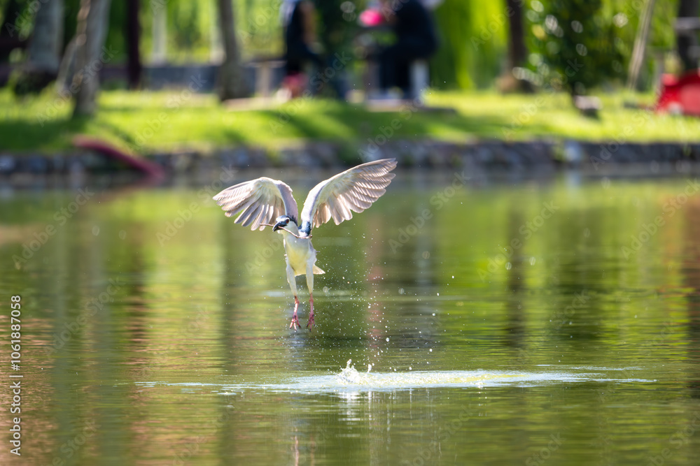 This dynamic series of photographs captures the impressive hunting ...