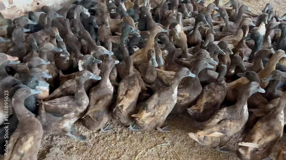 duck farm with a large flock of ducks gathered together in an outdoor ...