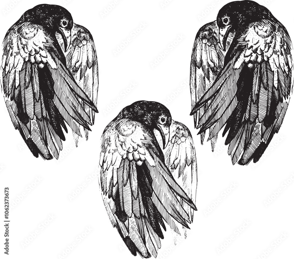 Vector detailed sketch realistic Line art raven crow bird animal ...