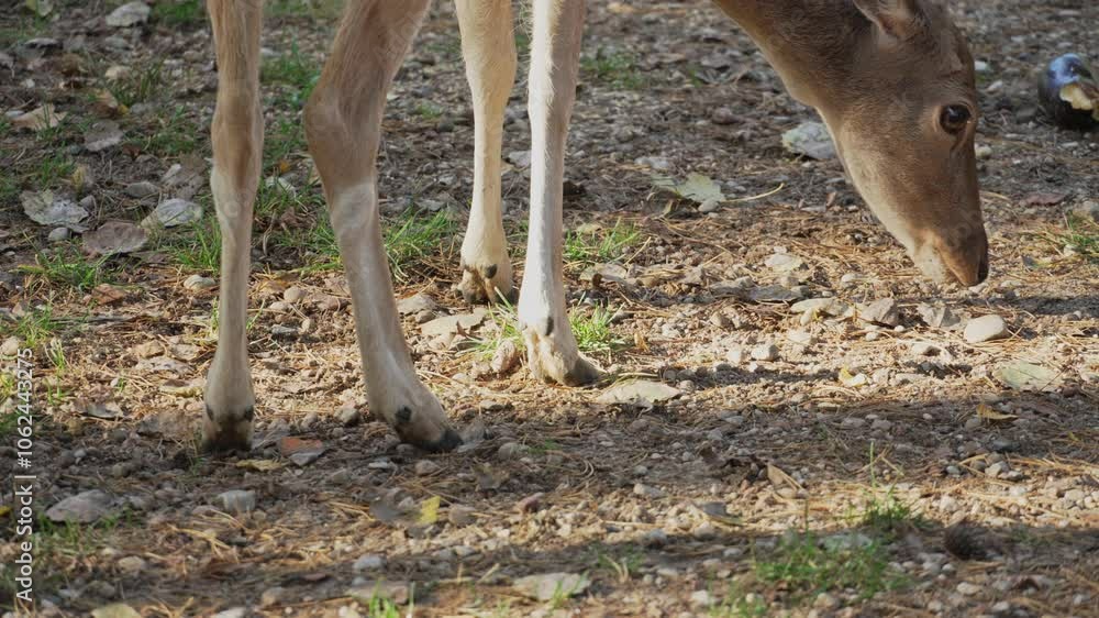 White tailed spotted roe deer eating grass from the ground bottom view ...