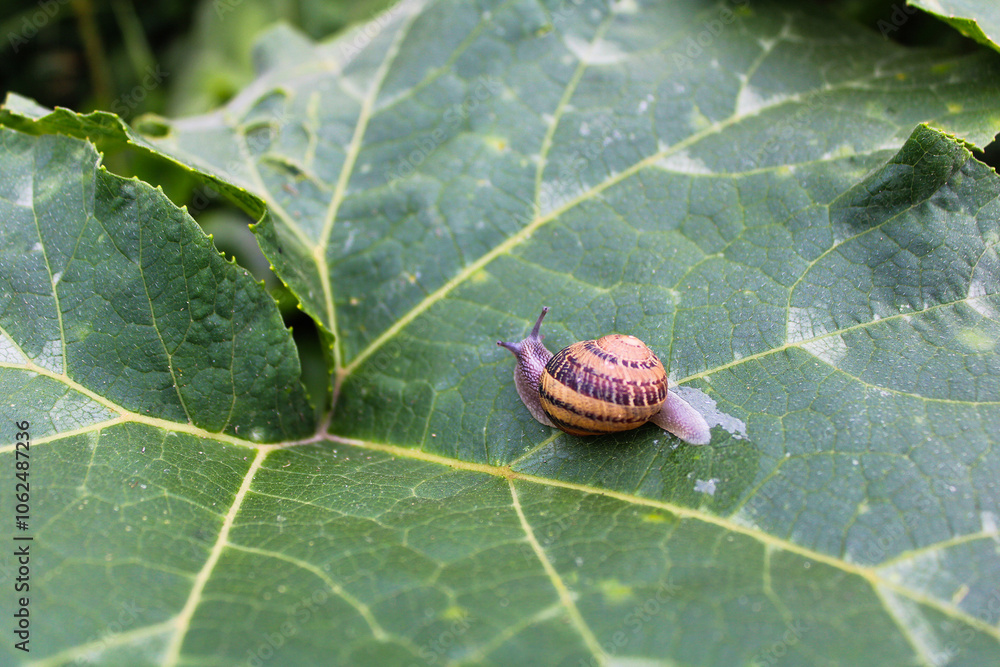 Caracol pequeño de jardín caparazón espiral amarillo con líneas, sobre ...