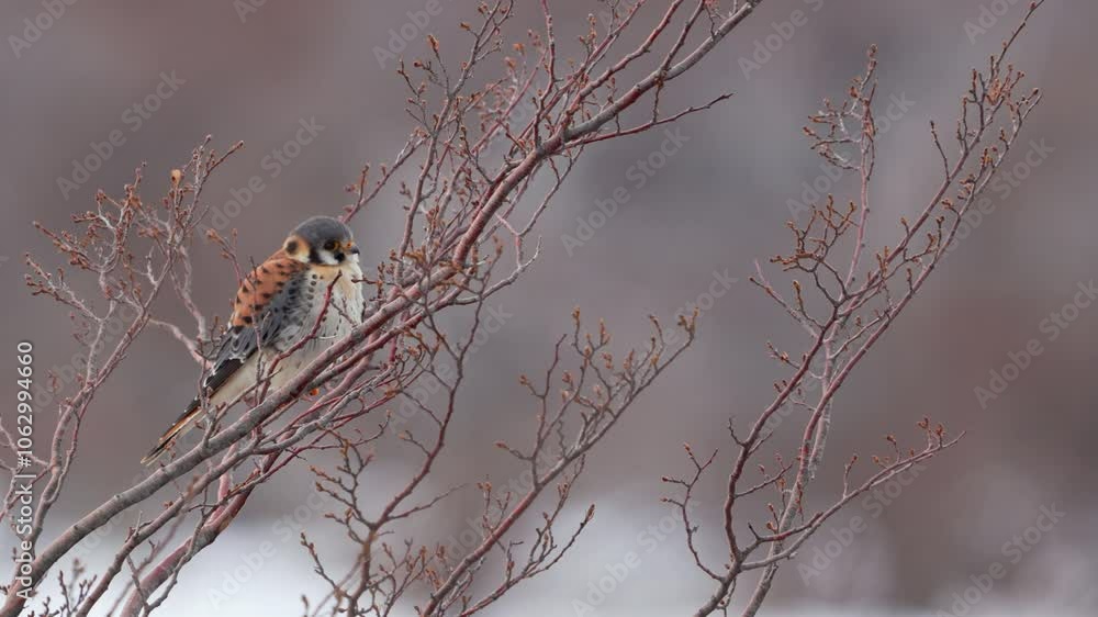 Side view of an American kestrel perching on a branchless tree in ...