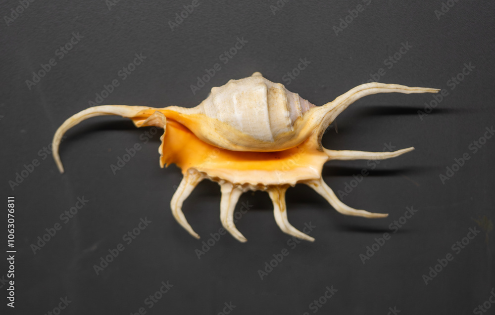 Lambis crocata. Marine sea shell in a studio setting against a white ...